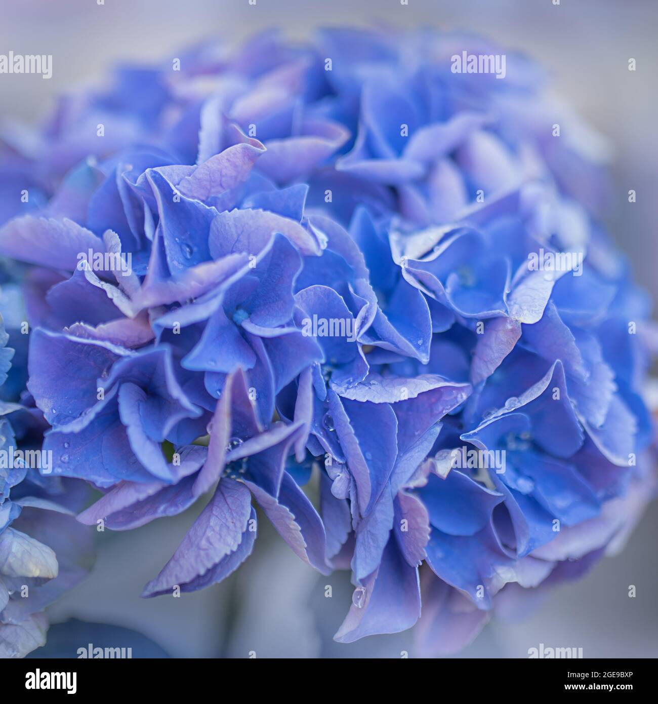 Purple hydrangea flower close-up on white background Stock Photo - Alamy