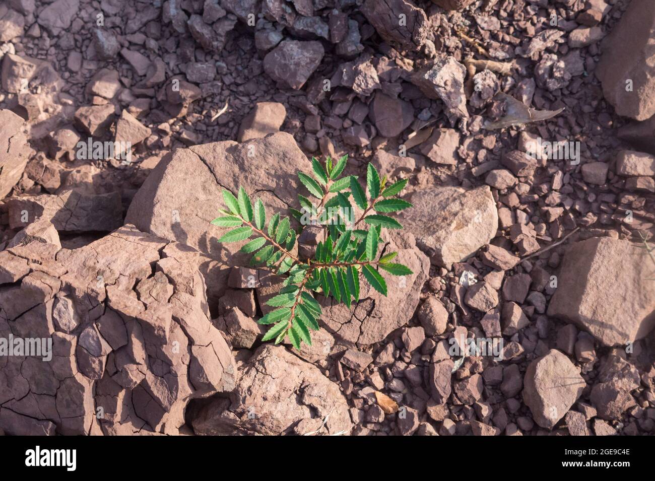 Overhead shot of a growing plant in the rocks Stock Photo - Alamy