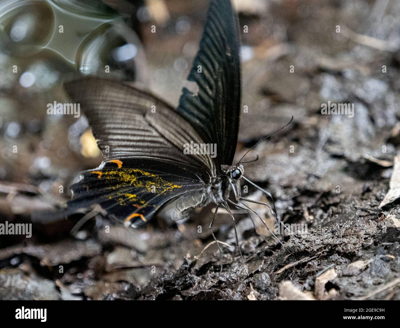 Spangle swallowtail hi-res stock photography and images - Alamy