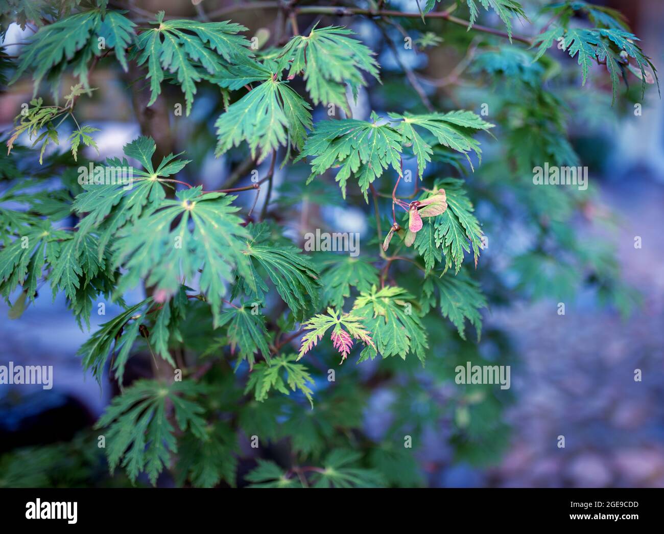 Winged seed pods hi-res stock photography and images - Alamy