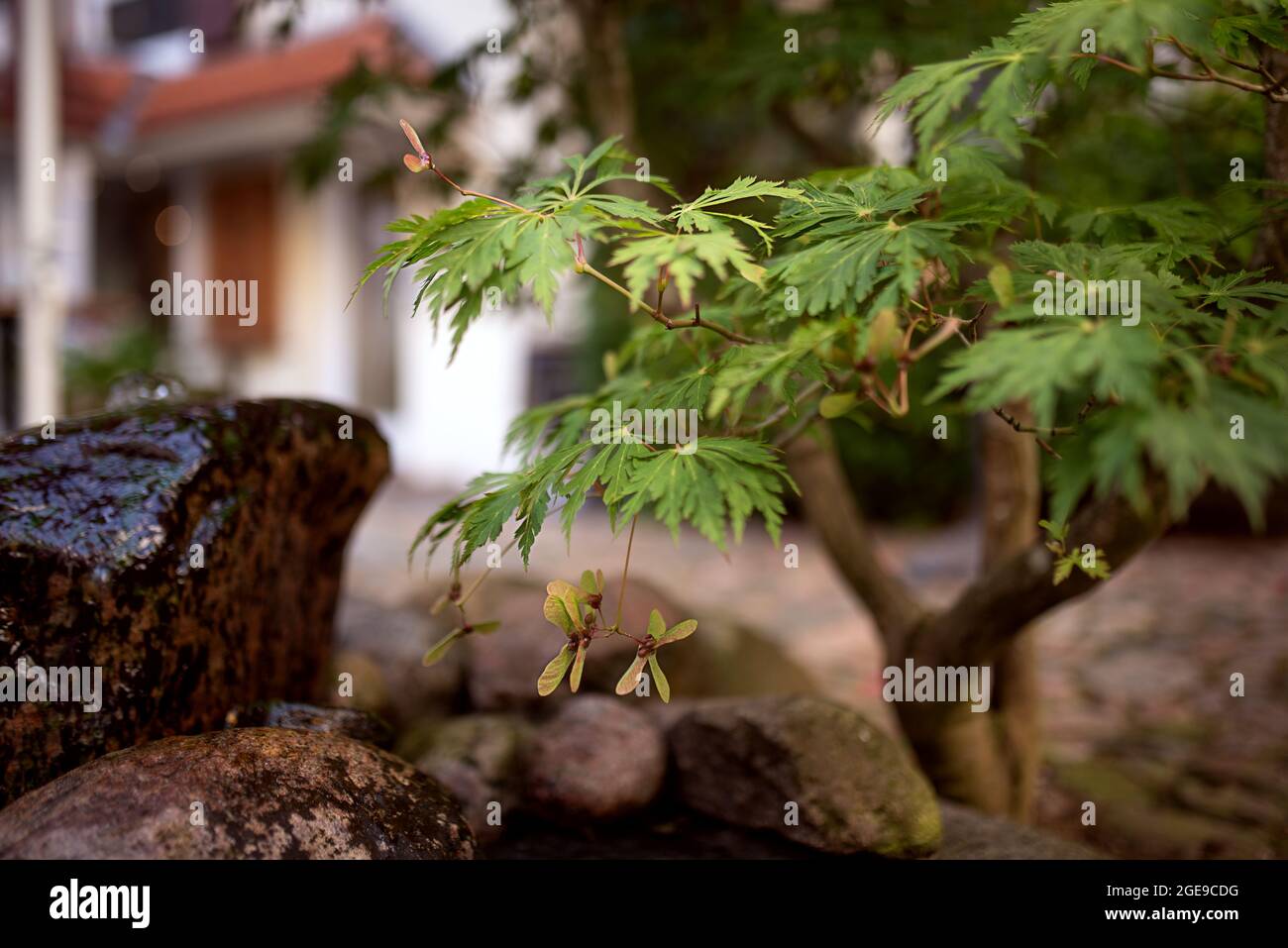 Norway Maple Seed High Resolution Stock Photography and Images - Alamy