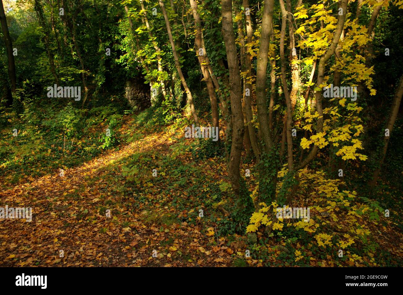Autumn forest with colorful trees and leaves. Autumn background ...