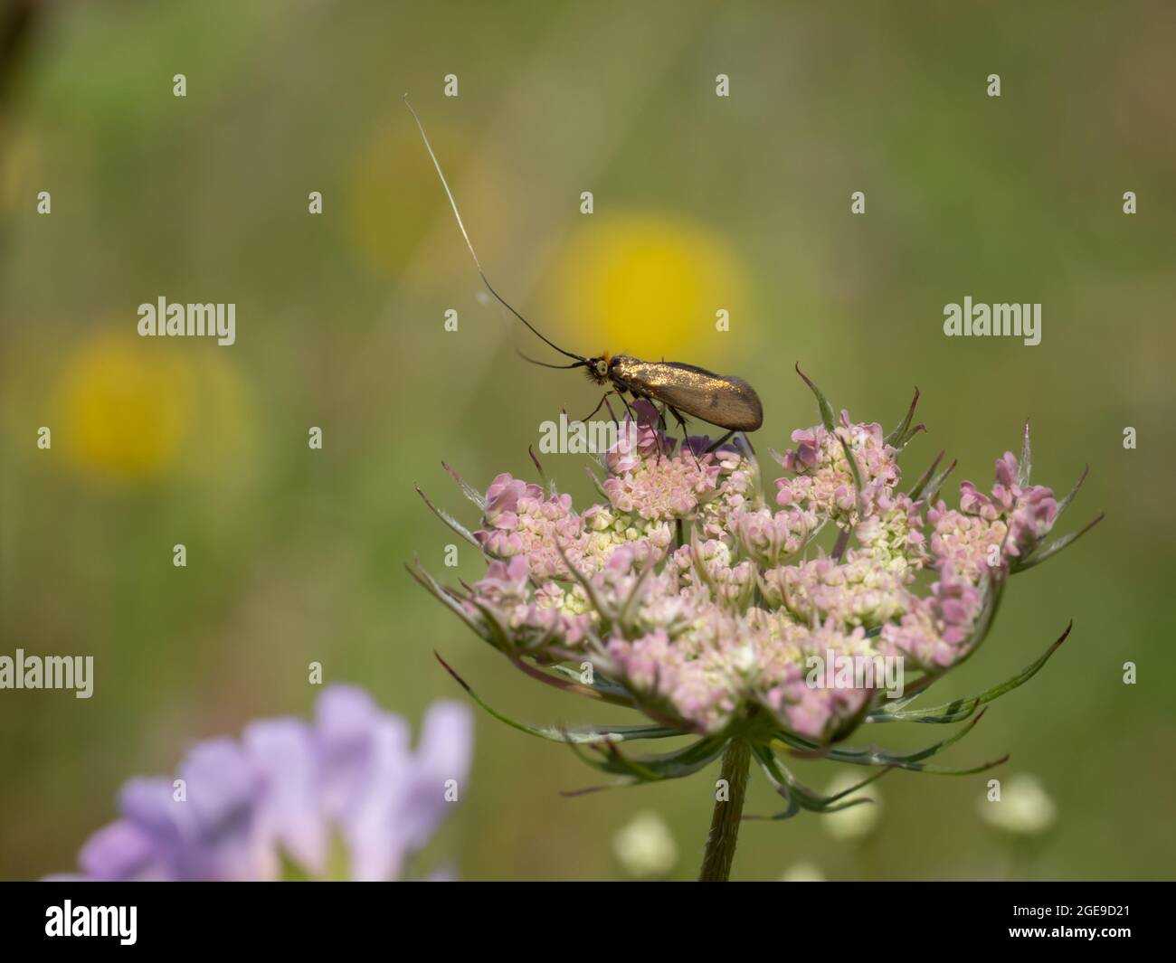 Nemophora metallica which is a species of fairy longhorn moth, resting ...