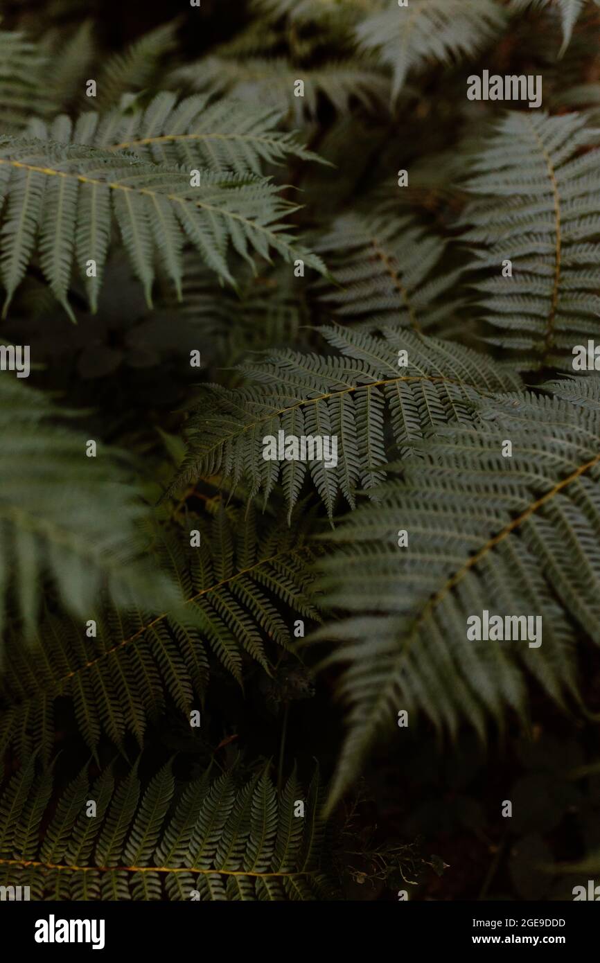 Ferns greenery hi-res stock photography and images - Alamy