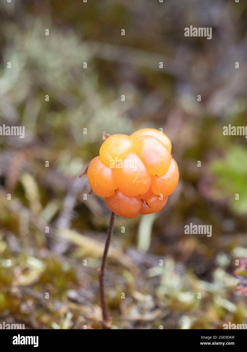 Chamaemorus hi-res stock photography and images - Alamy