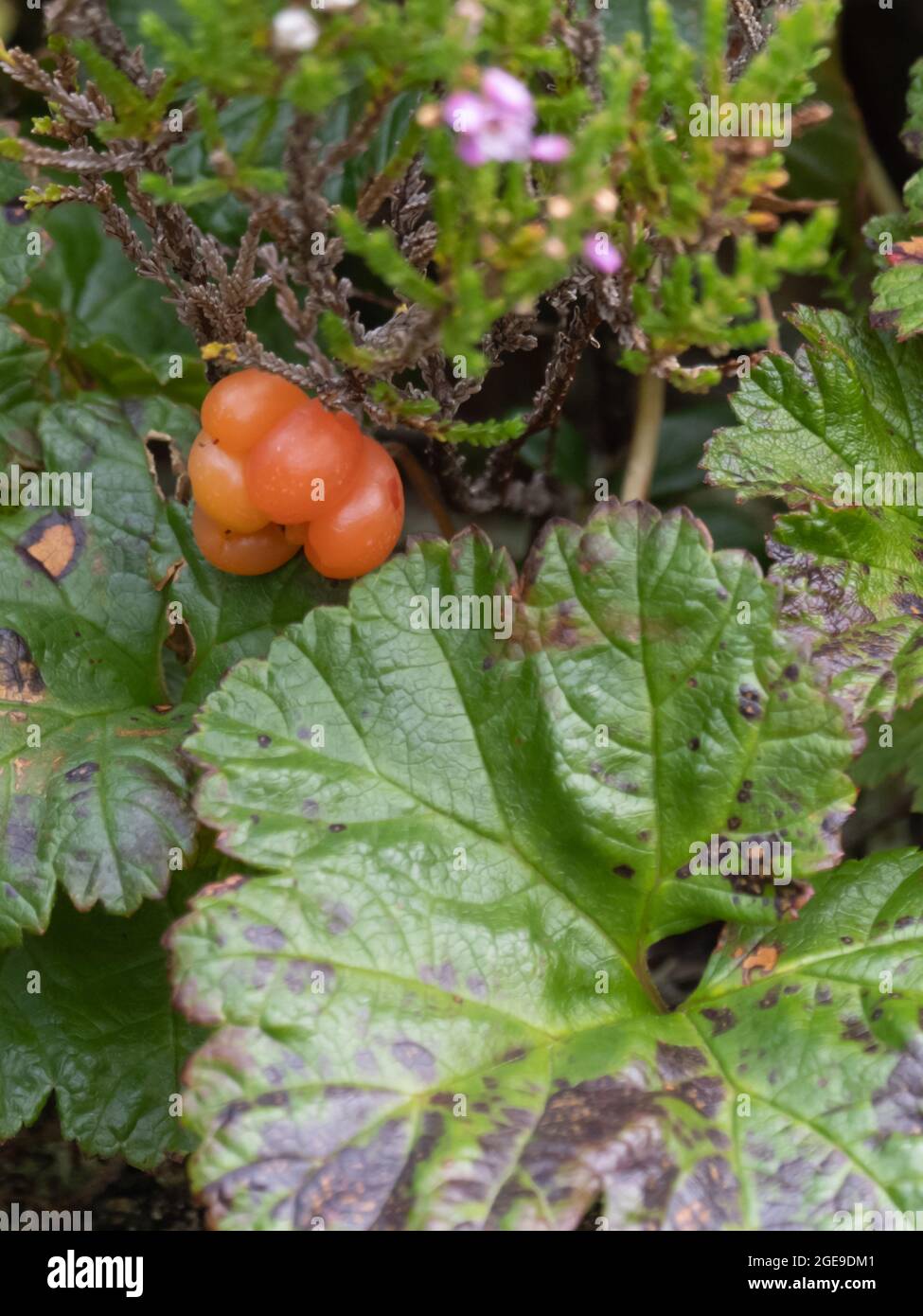 Cloudberry Bush