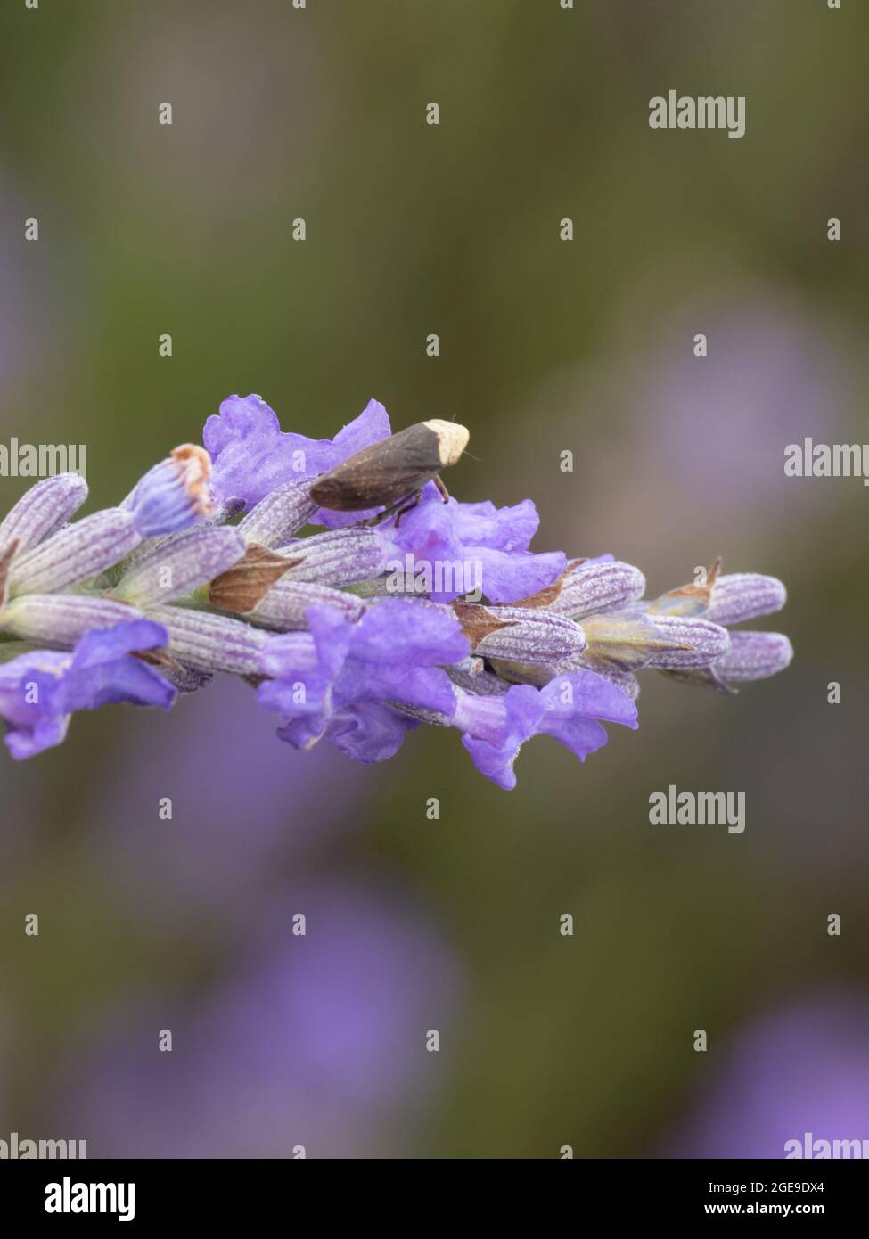 Philaenus spumarius, known as the Meadow Froghopper or Meadow ...