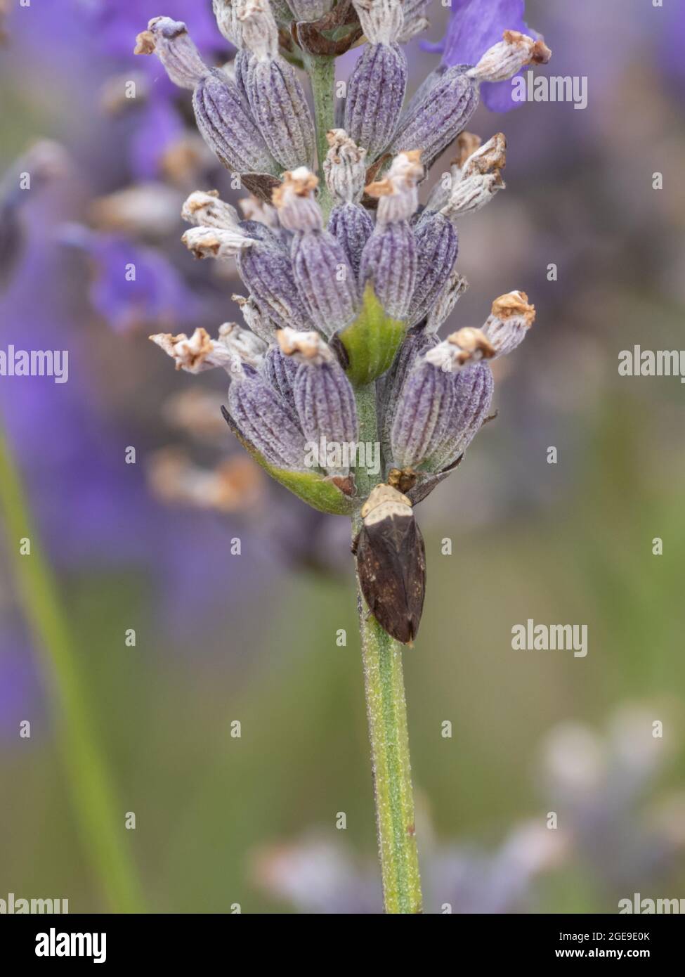 Philaenus spumarius, known as the Meadow Froghopper or Meadow ...