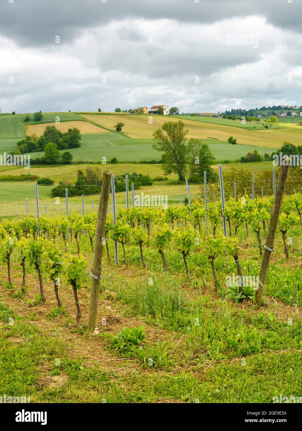 Rural landscape in Monferrato, Unesco World Heritage Site, near ...