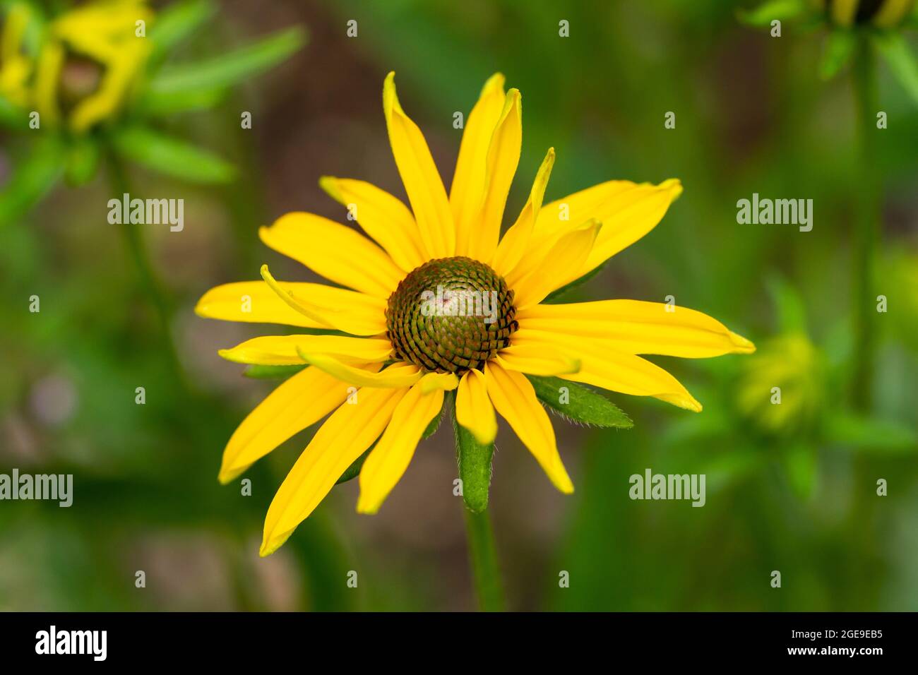 Rudbeckia fulgida, "Viettes Little Suzy", Miniature Black Eyed Susan ...