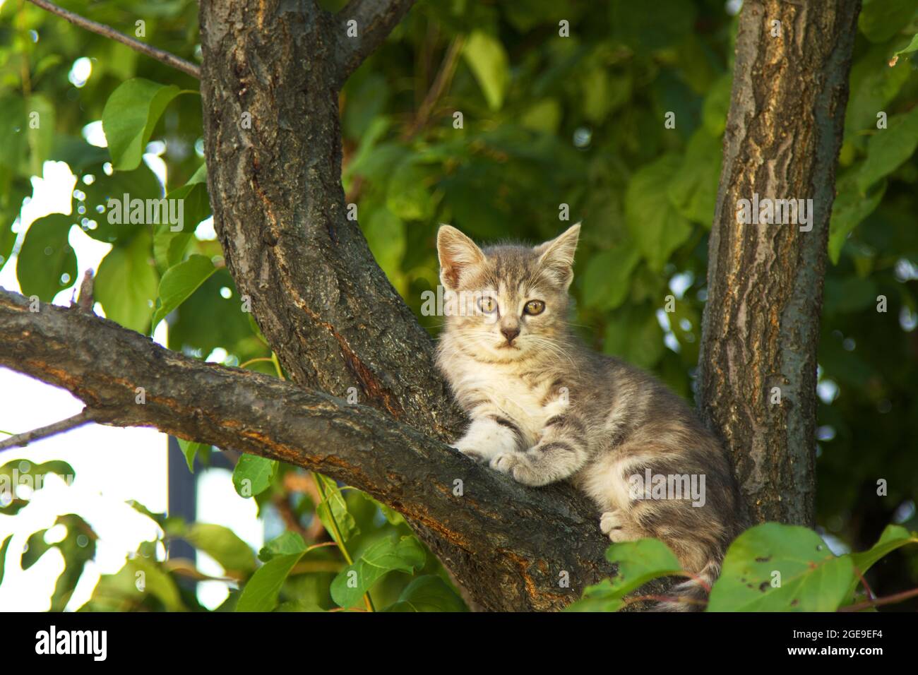 Cute baby cat on a tree Stock Photo - Alamy