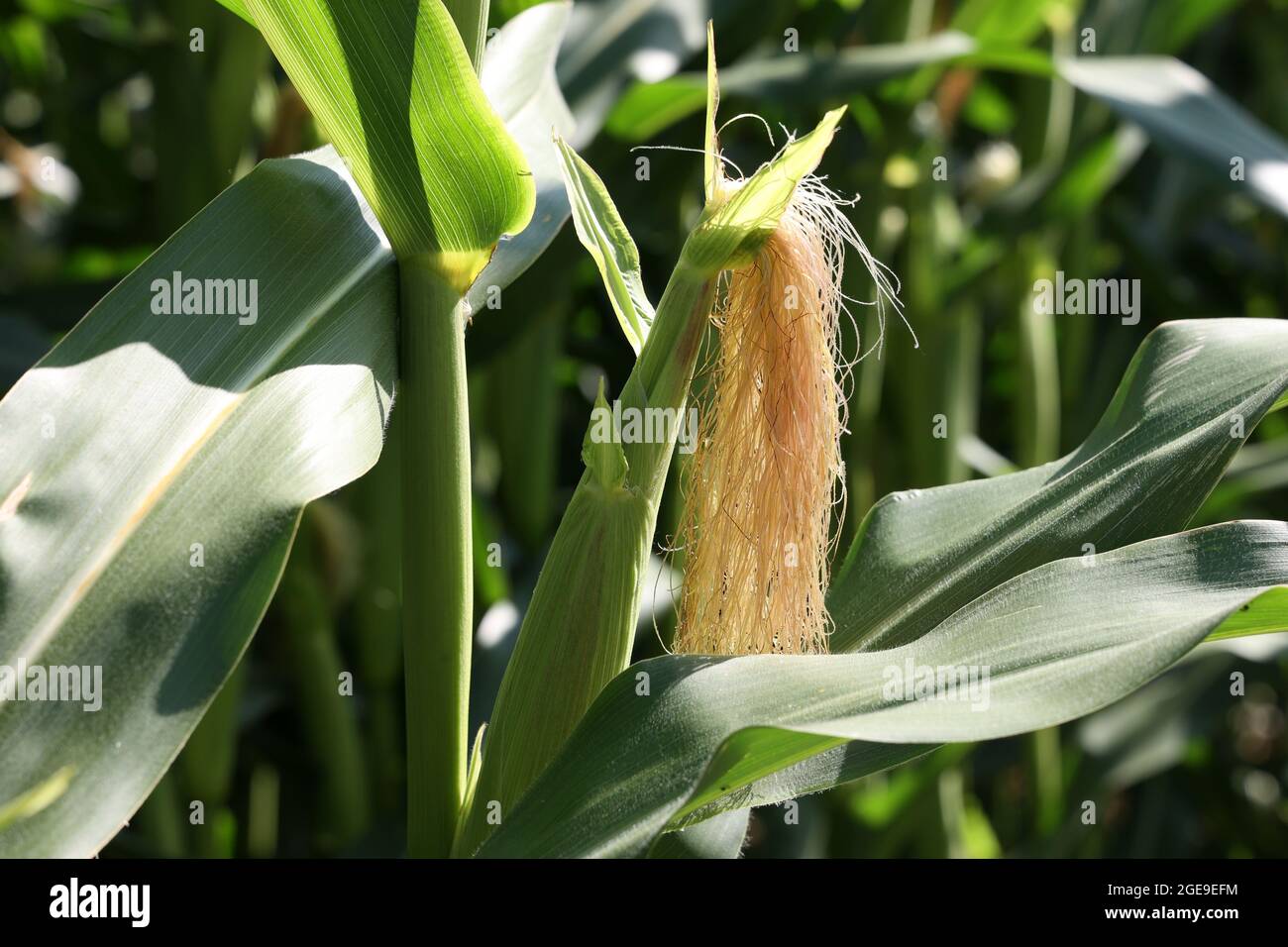 Corn on the cob in the field in summer Stock Photo - Alamy