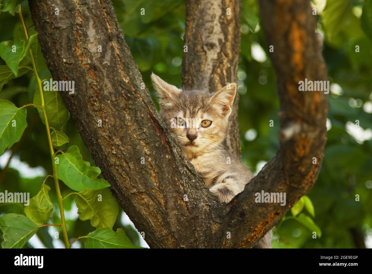 Cute baby cat on a tree Stock Photo - Alamy