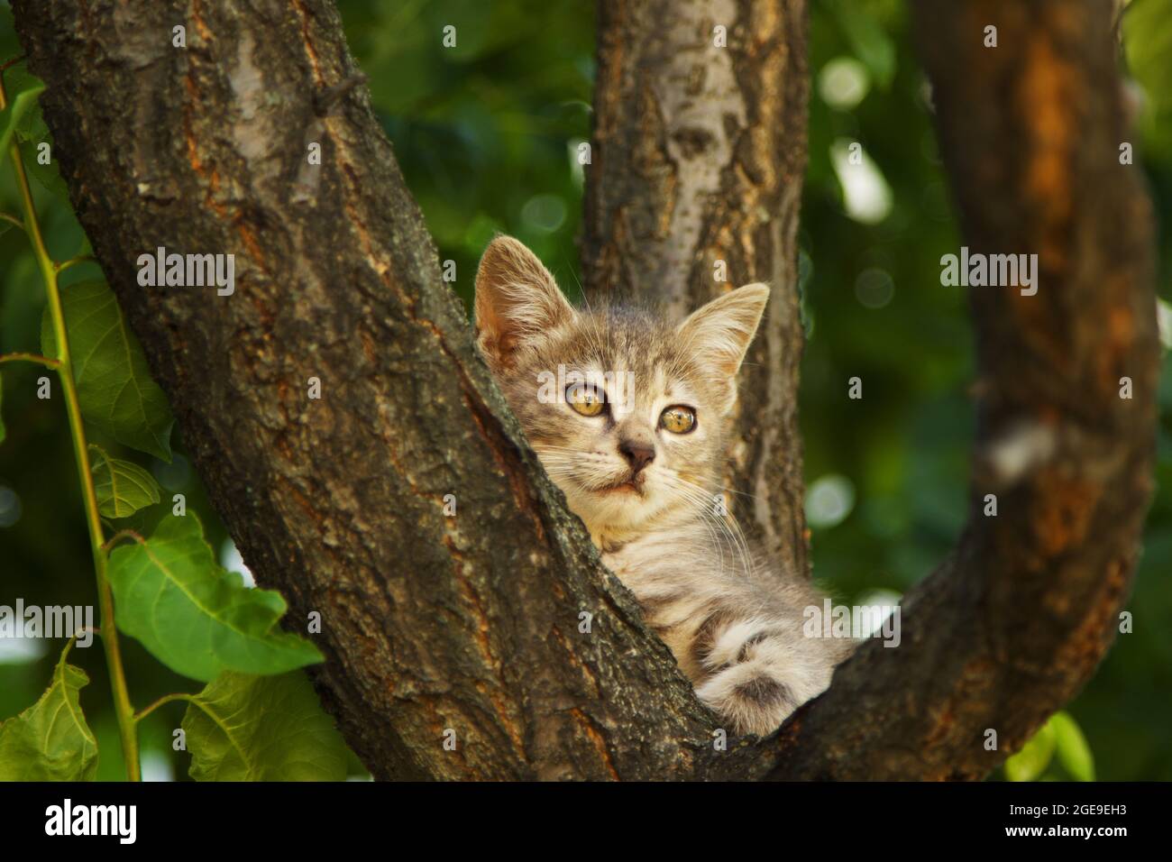 Cute baby cat on a tree Stock Photo - Alamy