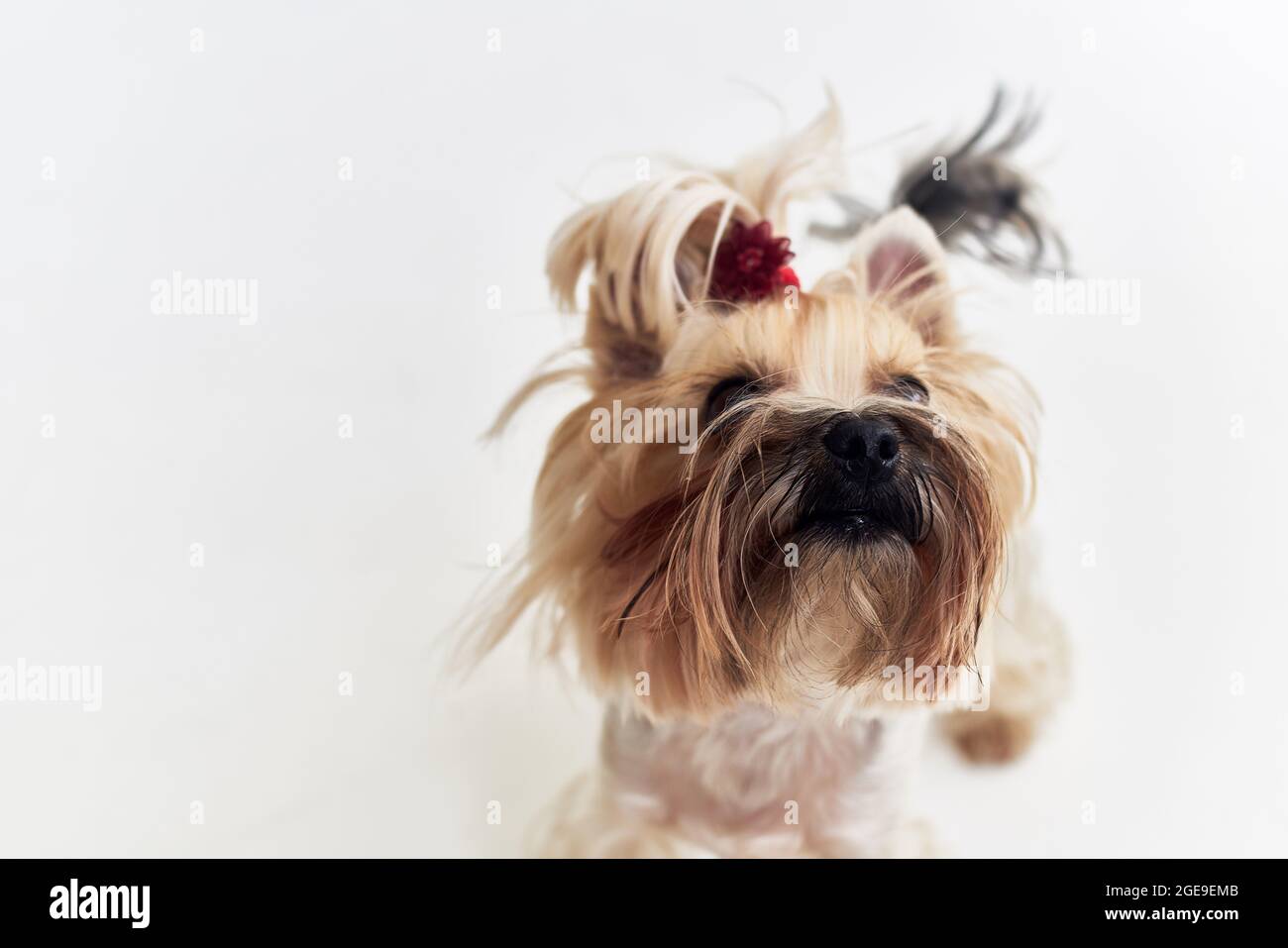 a small dog hairstyle for animals isolated background Stock Photo - Alamy