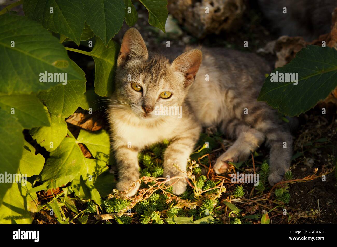 Cute baby cat in the garden Stock Photo - Alamy