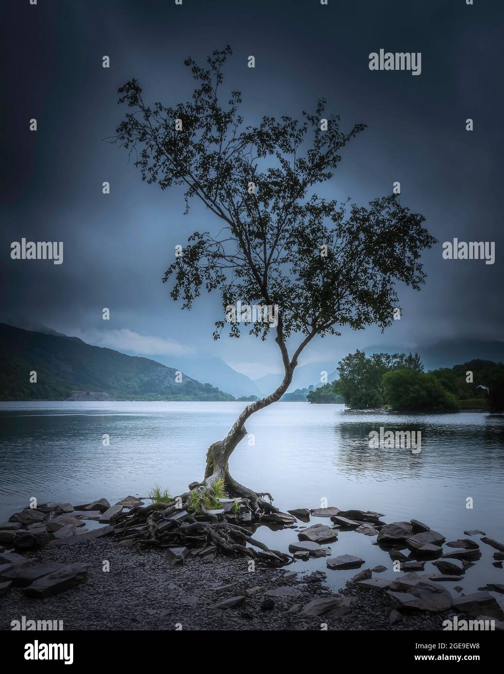 Famous lone tree on Llyn Padarn lakeshore in LLanberis, Wales, UK.Dark ...