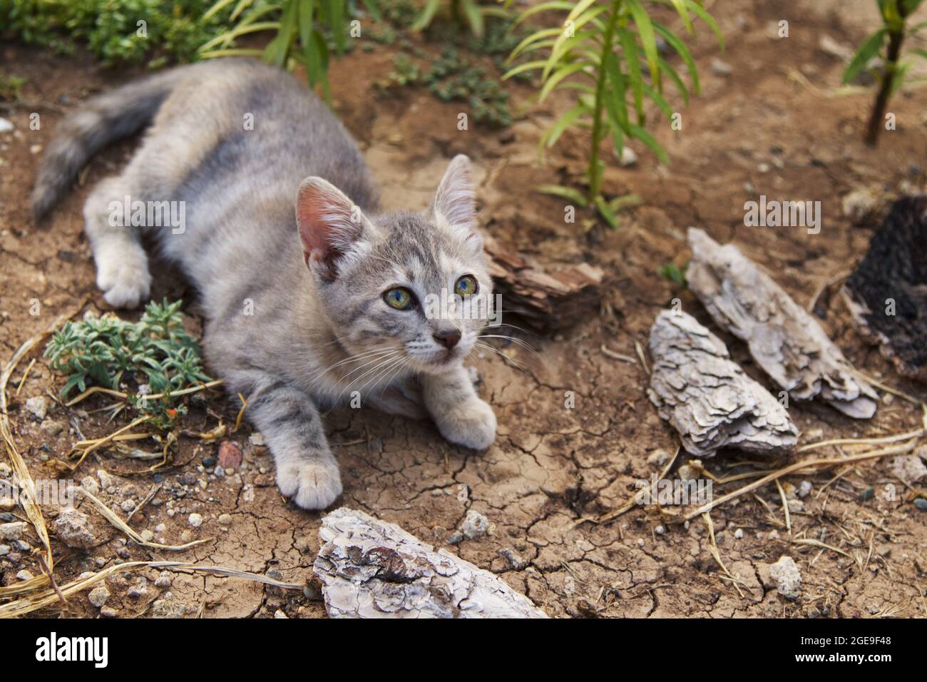 Cute baby cat in the garden Stock Photo - Alamy