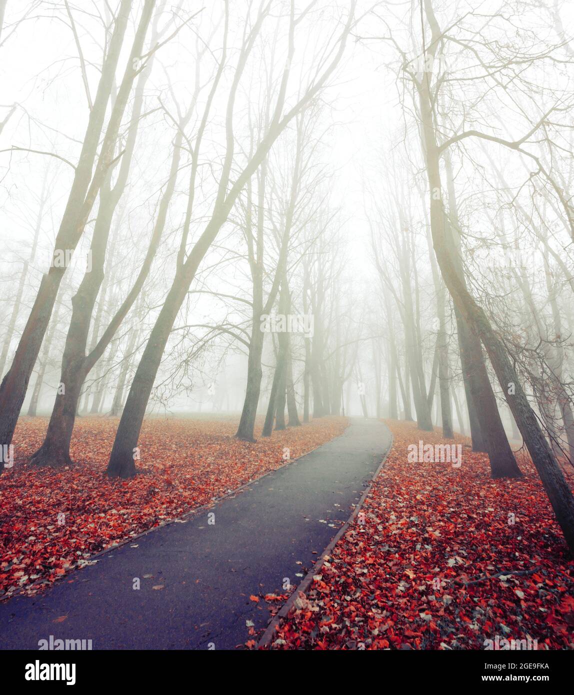 Autumn foggy November landscape. Autumn in the foggy city park. Autumn ...