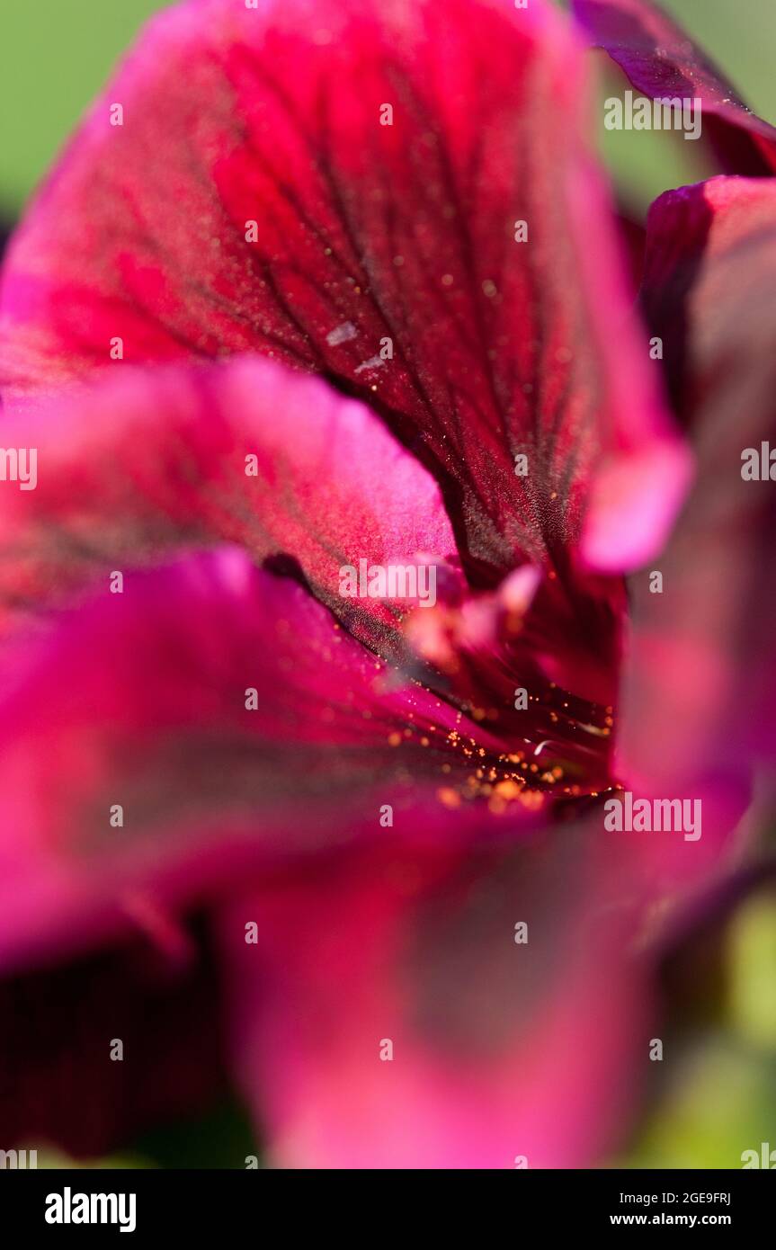 Elegance Burgundy, Regal Geranium Stock Photo - Alamy