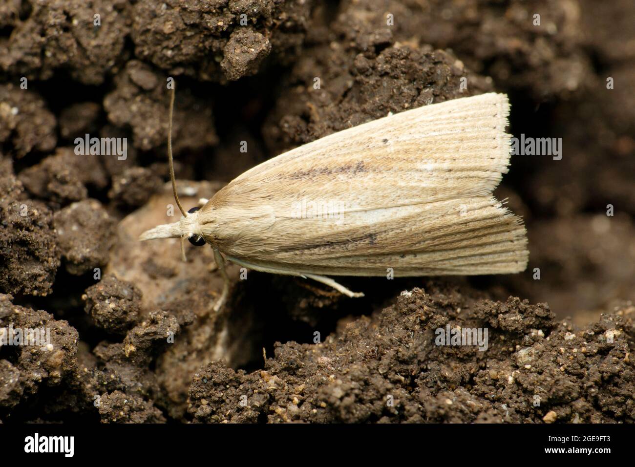 Trichophaga tapetzella, the tapestry moth or carpet moth, is a moth of ...