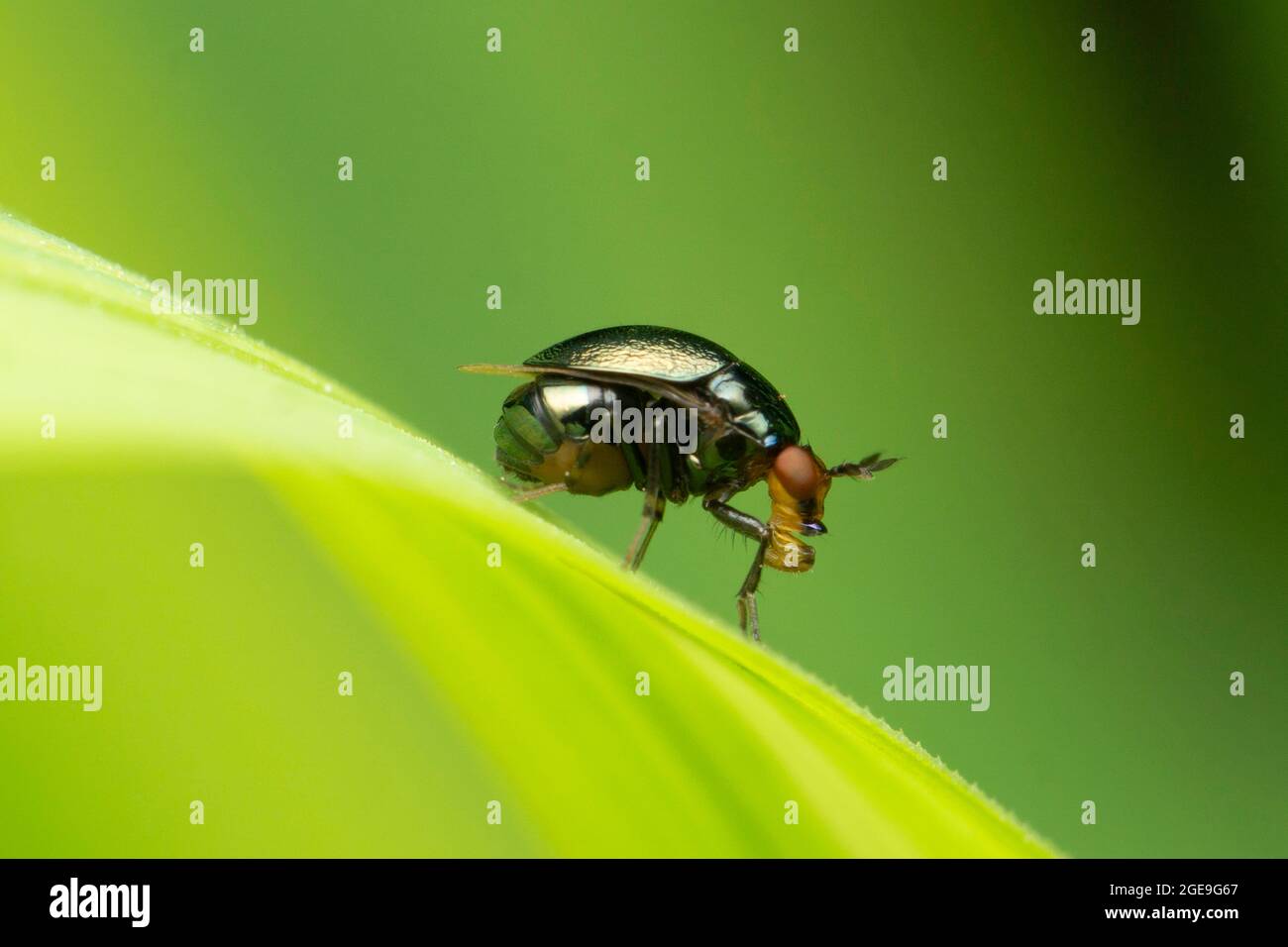 Fly that mimics beetle, Paracelyphus hyacinthus, Satara, Maharashtra ...