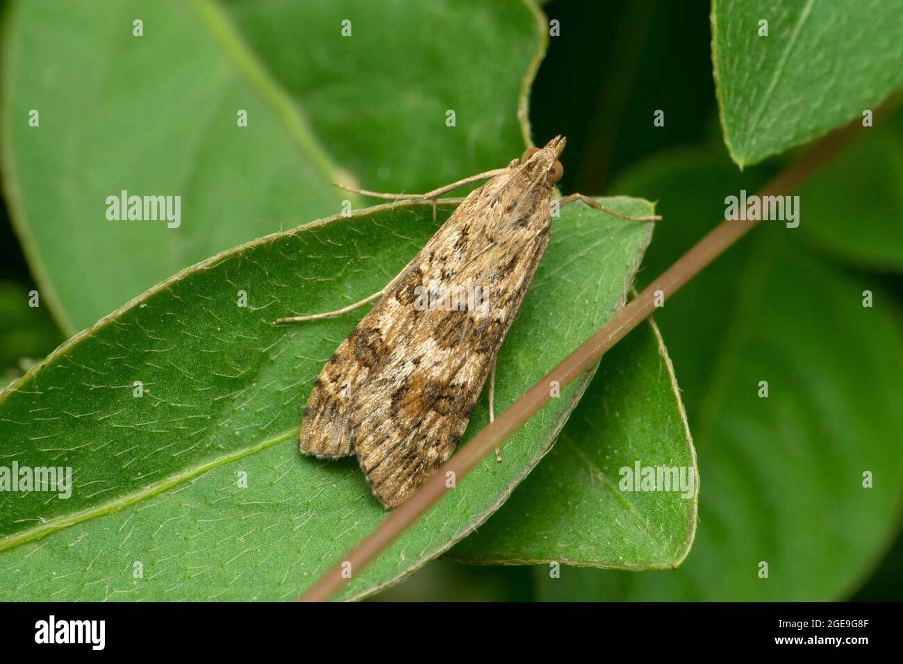 The common gray, is a moth of the family Geometridae. Anavitrinella ...