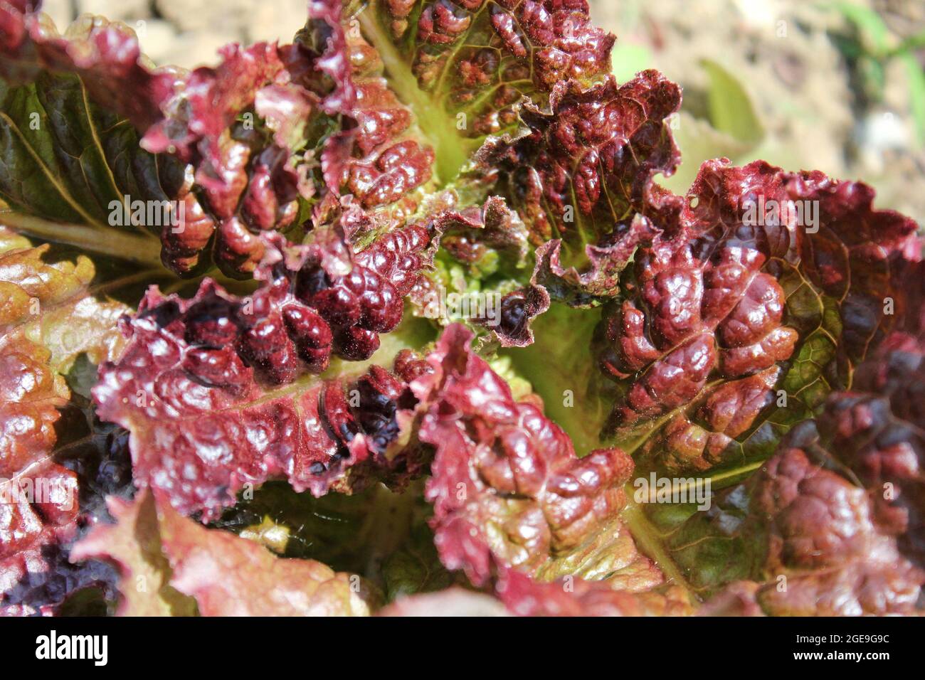Red curly lettuce growing in the vegetable garden in the summer sun ...