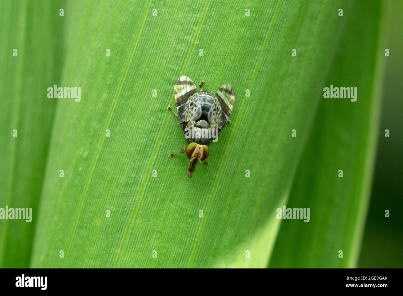 Fruit fly red eyes drosophila hi-res stock photography and images - Alamy
