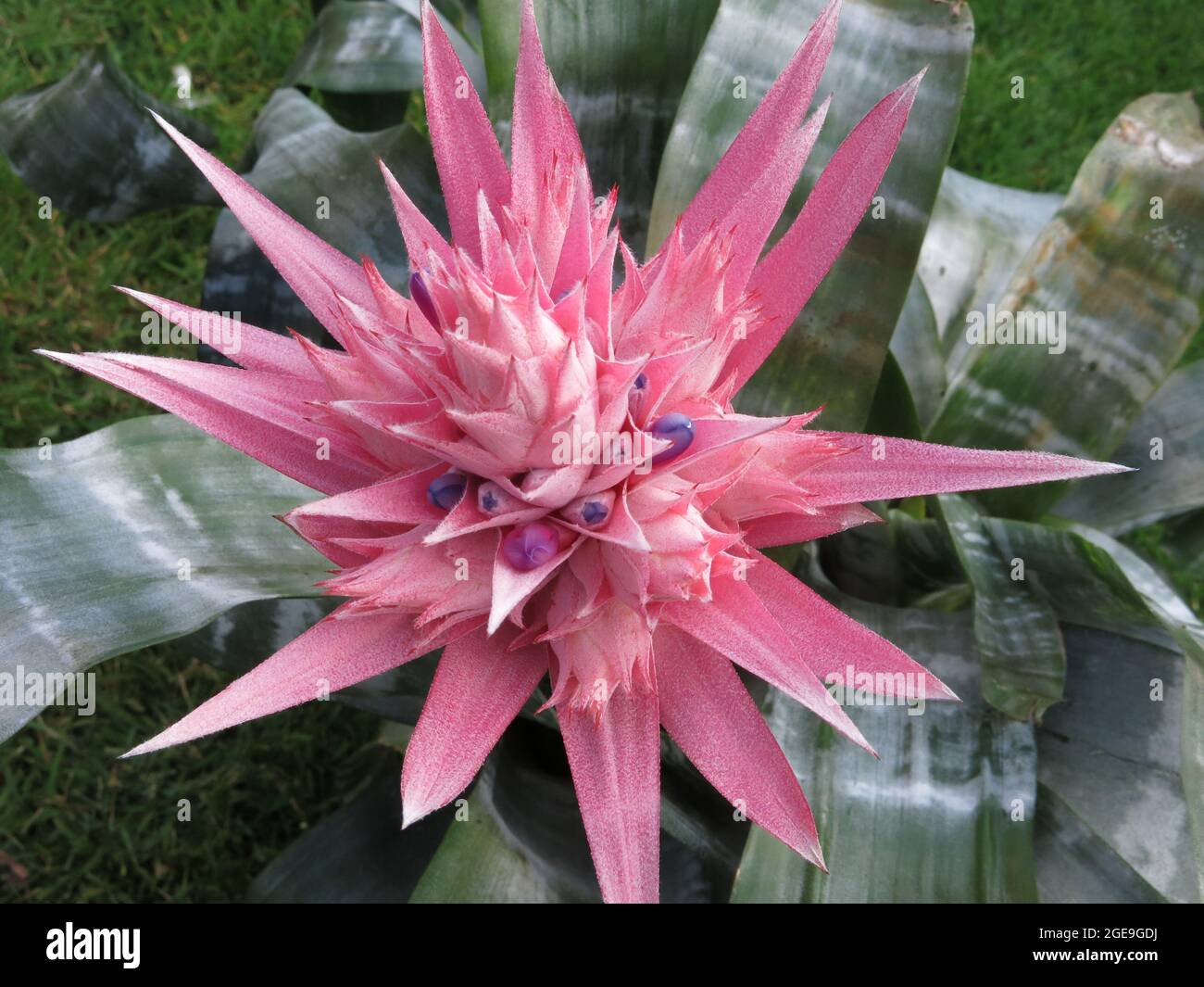 Spiky Flower High Resolution Stock Photography and Images - Alamy