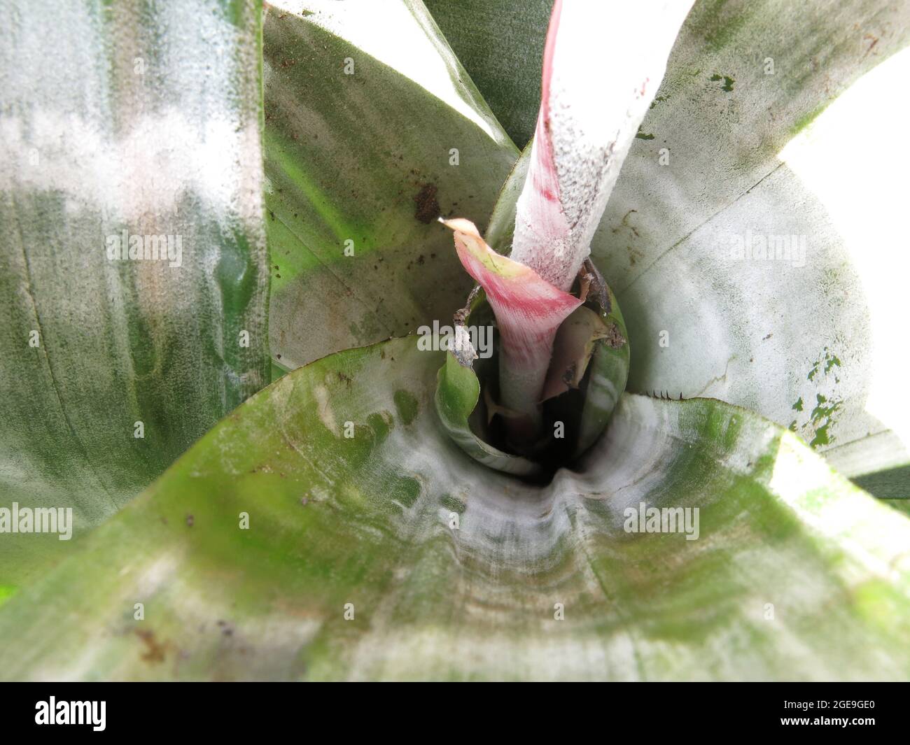 Houseplants: the flower spike of this bromeliad is formed in the ...