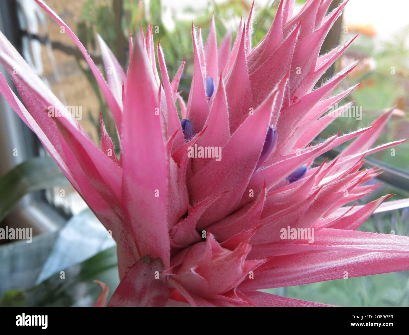 Close-up of the pink spiky flower of a bromeliad, a houseplant with ...