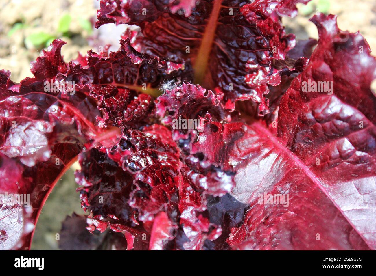 Red curly lettuce growing in the vegetable garden in the summer sun ...
