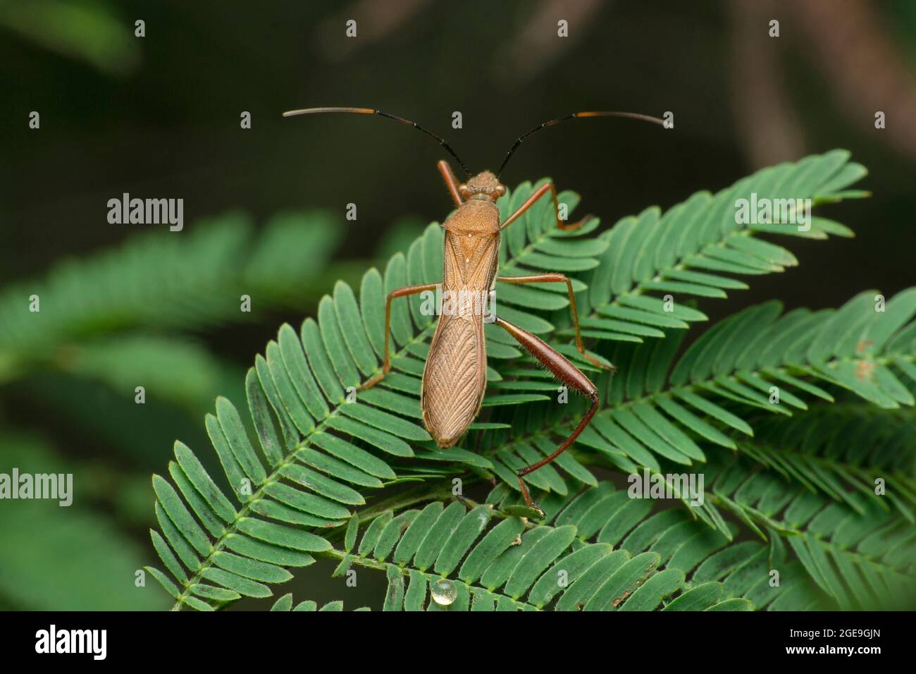 Queensland green stink bug hi-res stock photography and images - Alamy