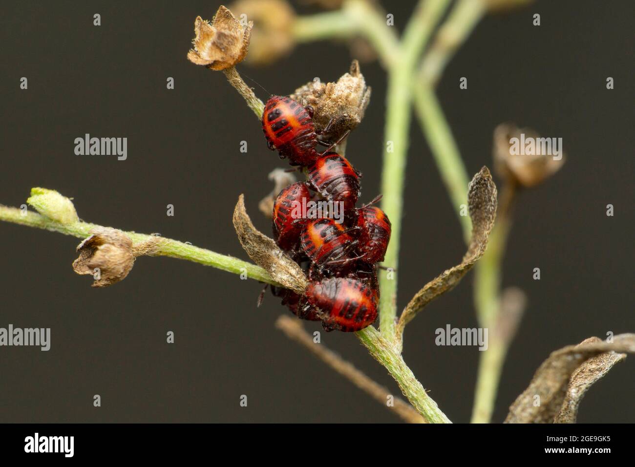 Stink bug, Pentatomidae family, Satara, Maharashtra, India Stock Photo ...
