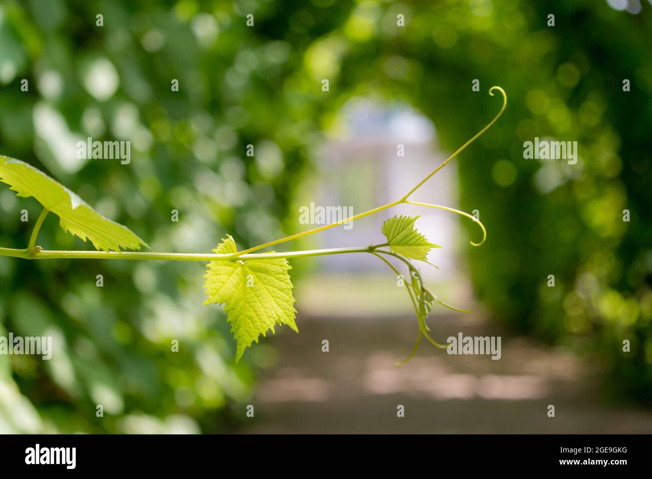 Green tunnel of grapes - perspective. Summer season Stock Photo - Alamy