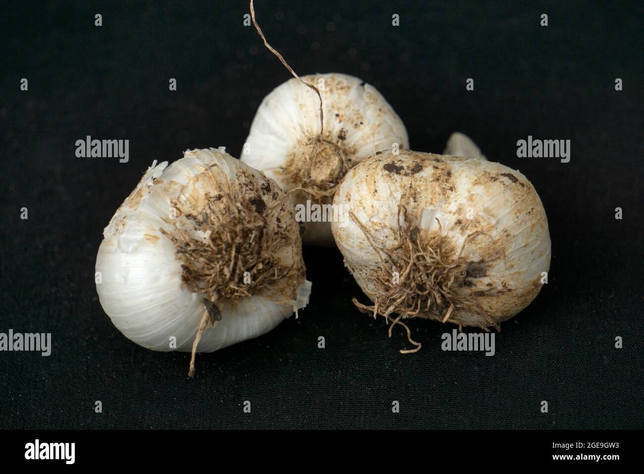 Garlic pods closeup shot on black background, Allium sativum, Satara ...