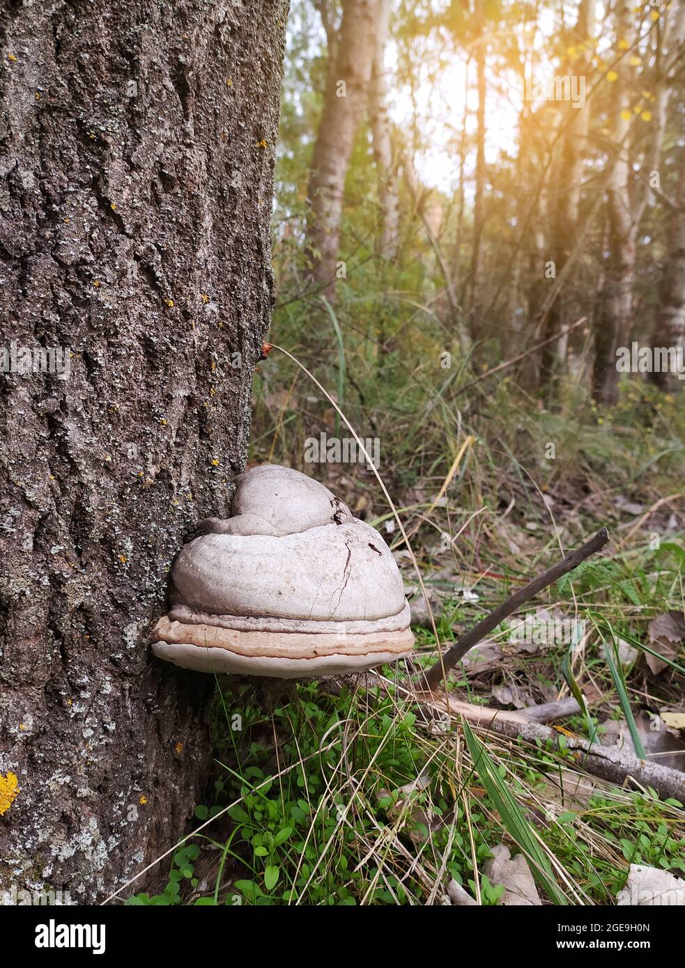 Large parasitic mushroom that grows on tree trunks, Fomes fomentarius. This mushroom is known by ...