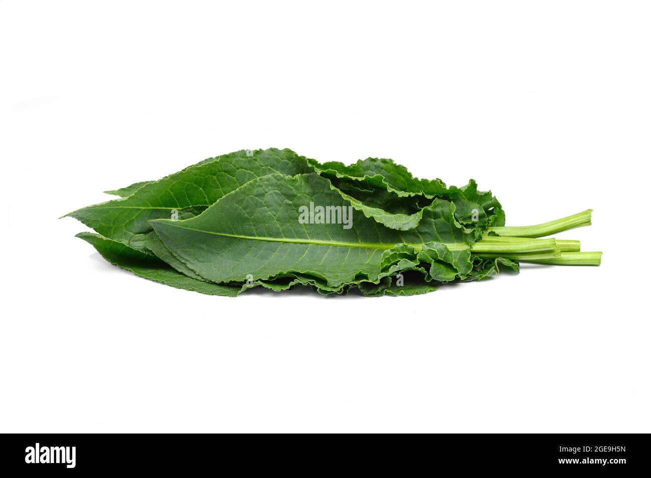 Green Sorrel Leaves Isolated on White Background. Rumex pulcher. Rumex ...