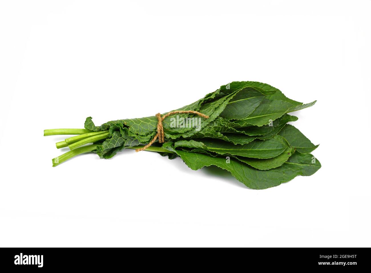 Green Sorrel Leaves Isolated on White Background. Rumex pulcher. Rumex ...