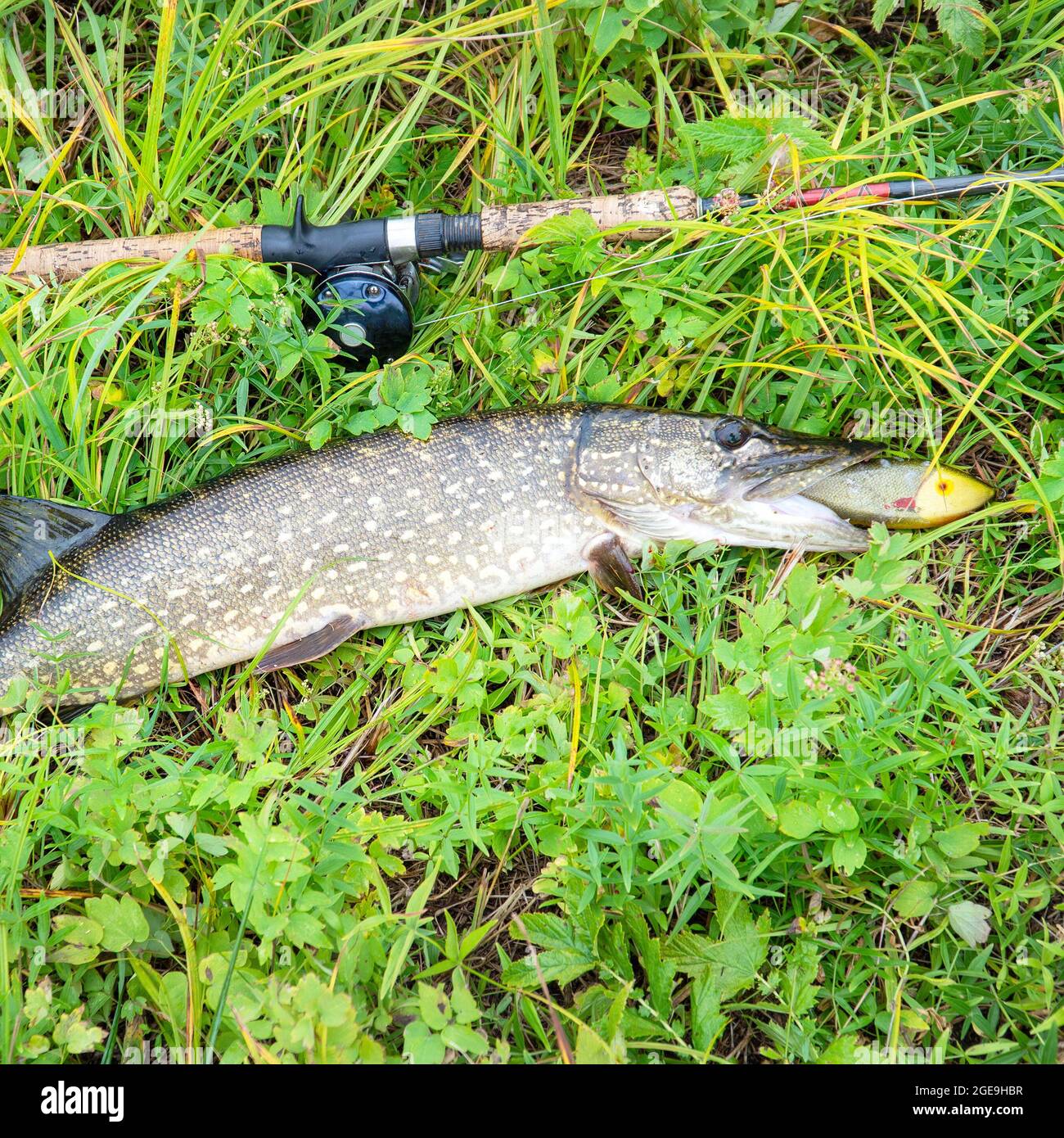 Pike and spinning rod with baitcasting reel on grass. Esox Lucius Stock ...