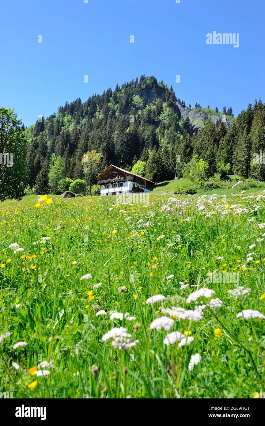 FRANCE, HAUTE-SAVOIE (74) NATURAL PARK OF CONTAMINES-MONTJOIE, HIKKING ...