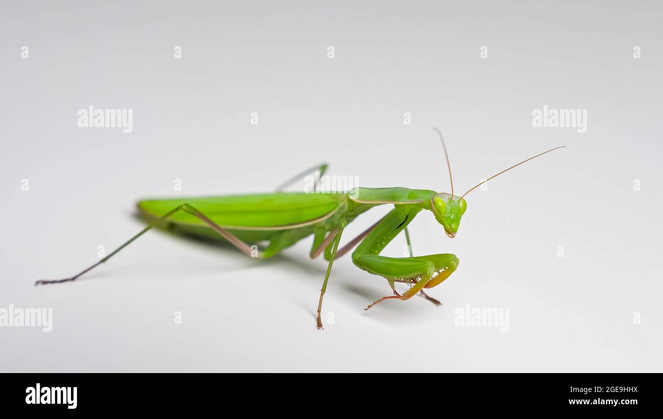 Praying mantis inside hi-res stock photography and images - Alamy