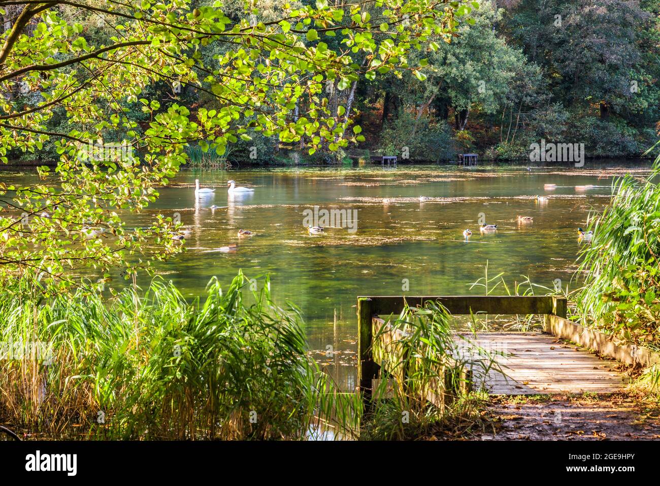 Ponds ponds ponds ponds forest hi-res stock photography and images - Alamy
