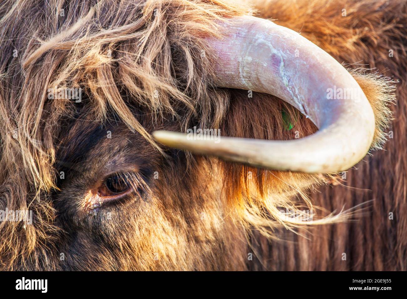 Close up of the head of a Highland cow Stock Photo - Alamy