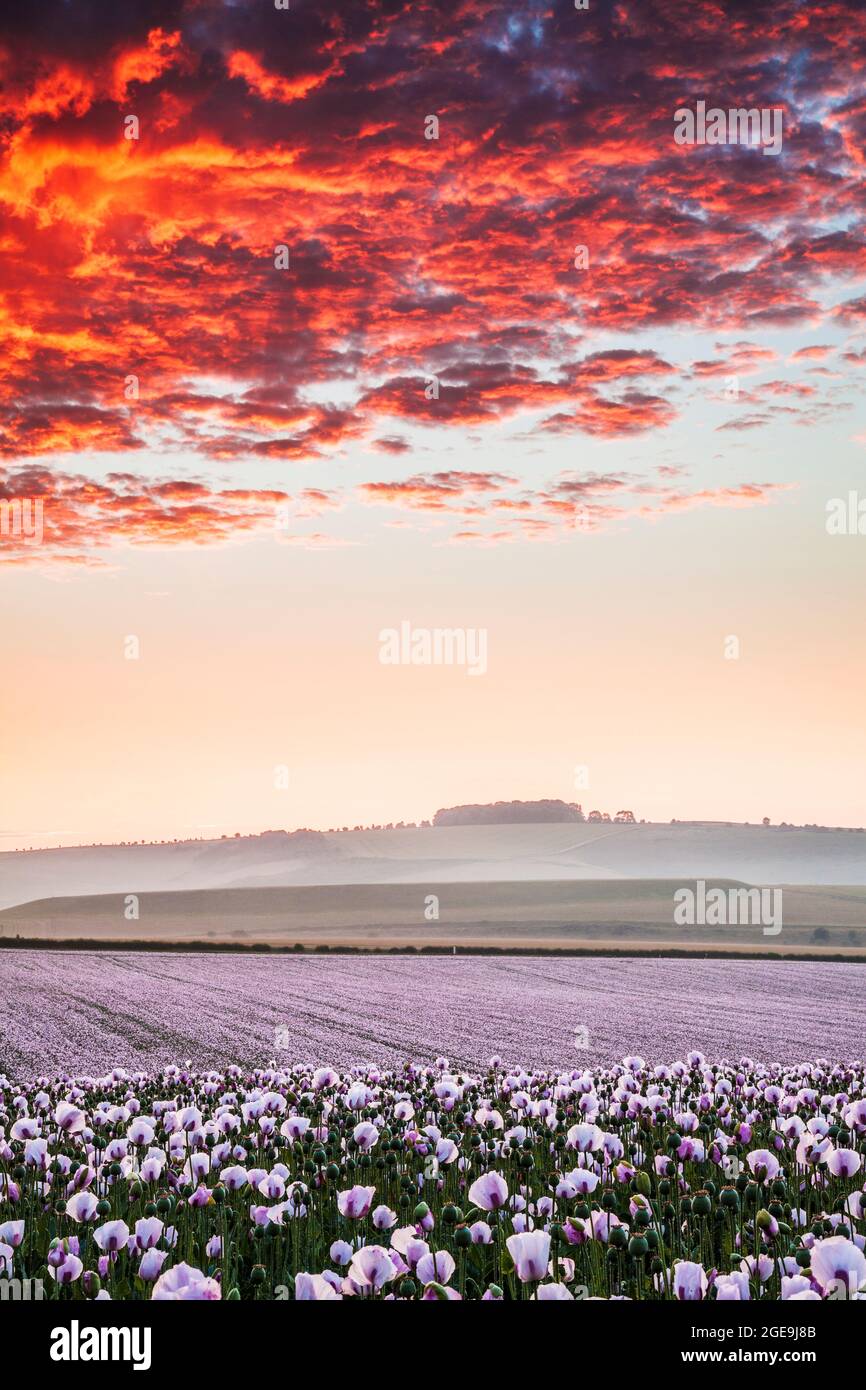 Cultivated white poppies hi-res stock photography and images - Alamy