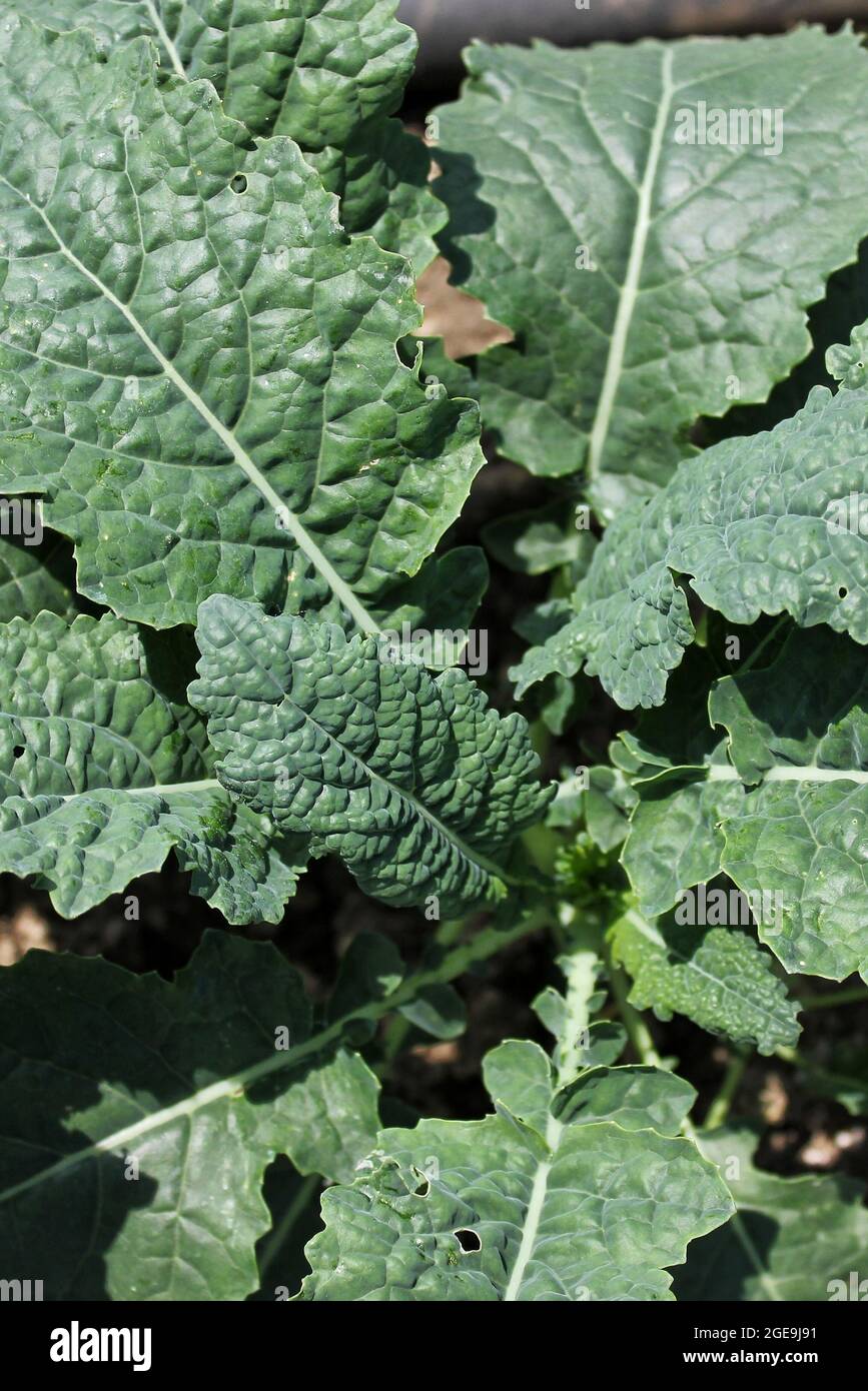 Green kale growing in the vegetable garden in the summer sun Stock ...