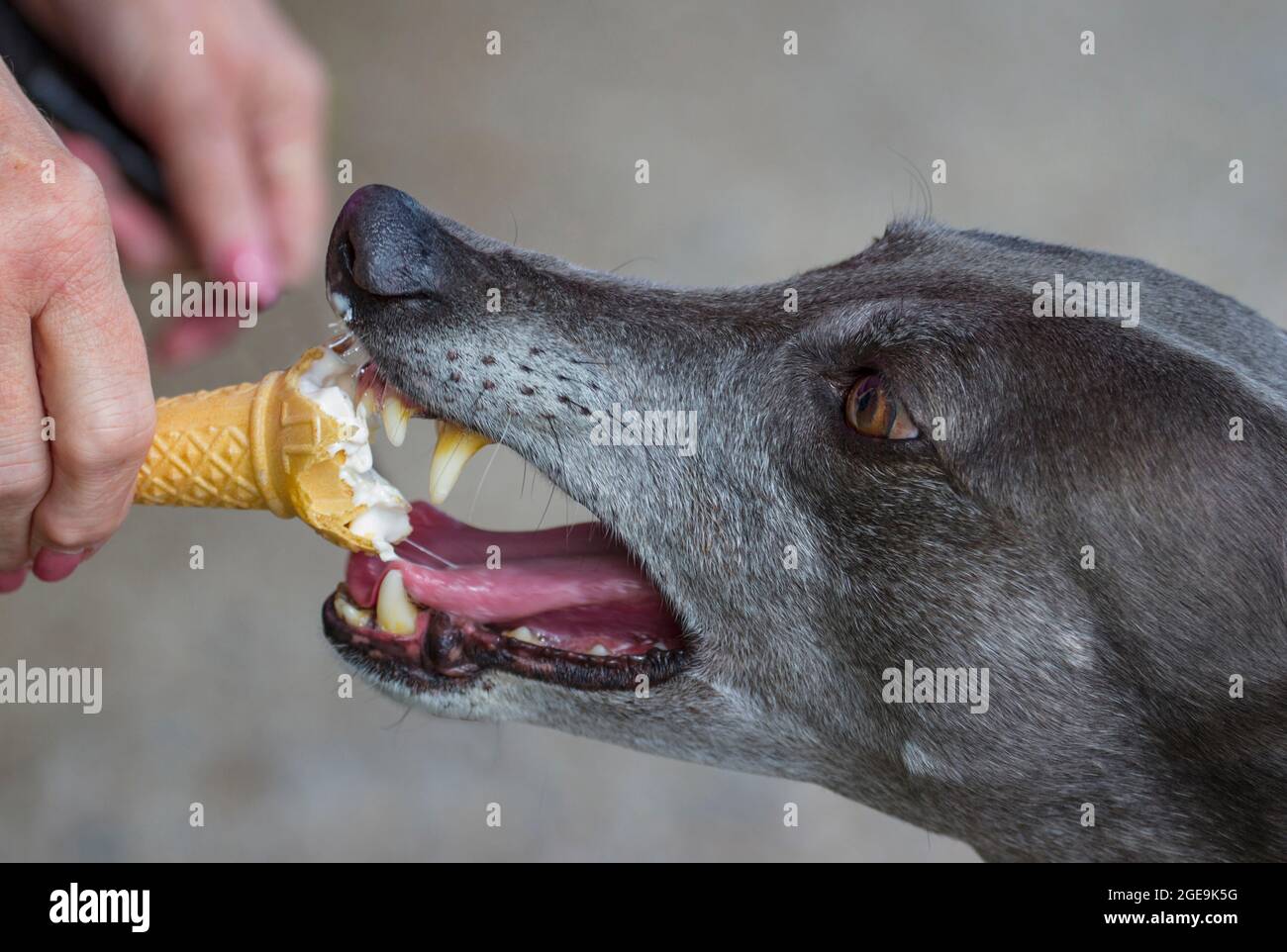 Dog eating ice cream hi-res stock photography and images - Alamy
