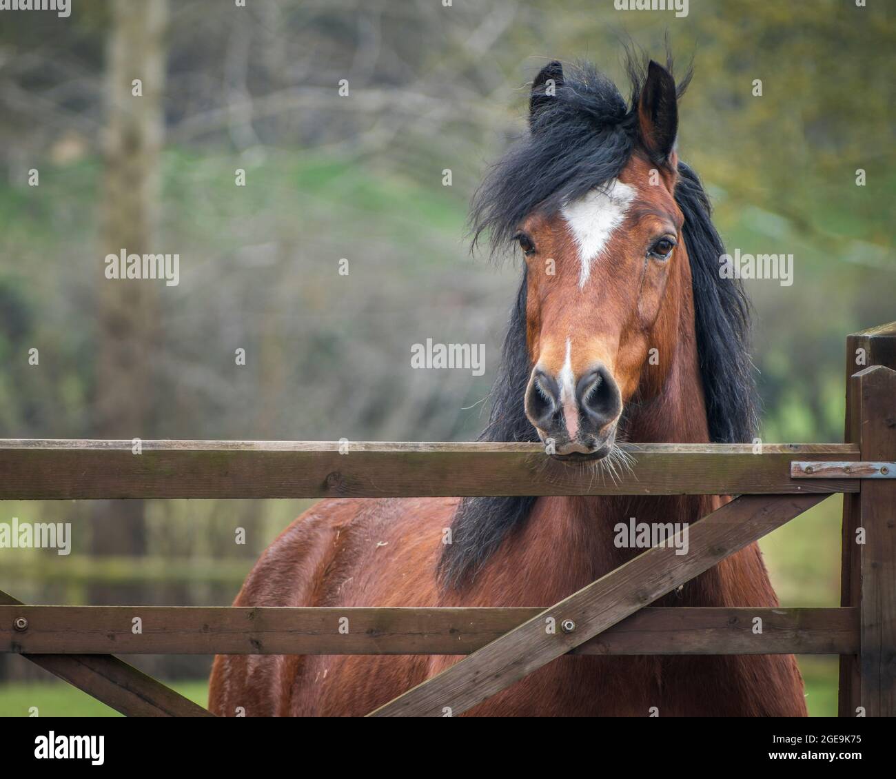 A Bay horse looking over a gate Stock Photo - Alamy