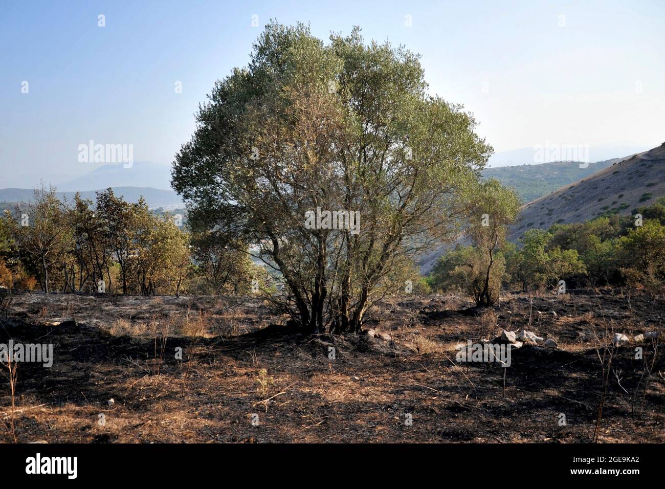 Burned olive tree hi-res stock photography and images - Alamy